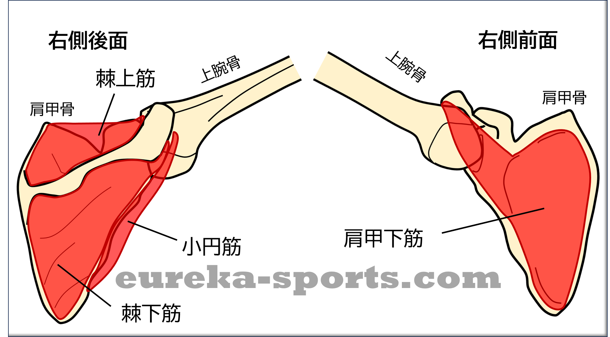 ゼロポジション（Zero-position）は一つではない？実は複数ある肩関節の最適なポジション | ユリーカスポーツ