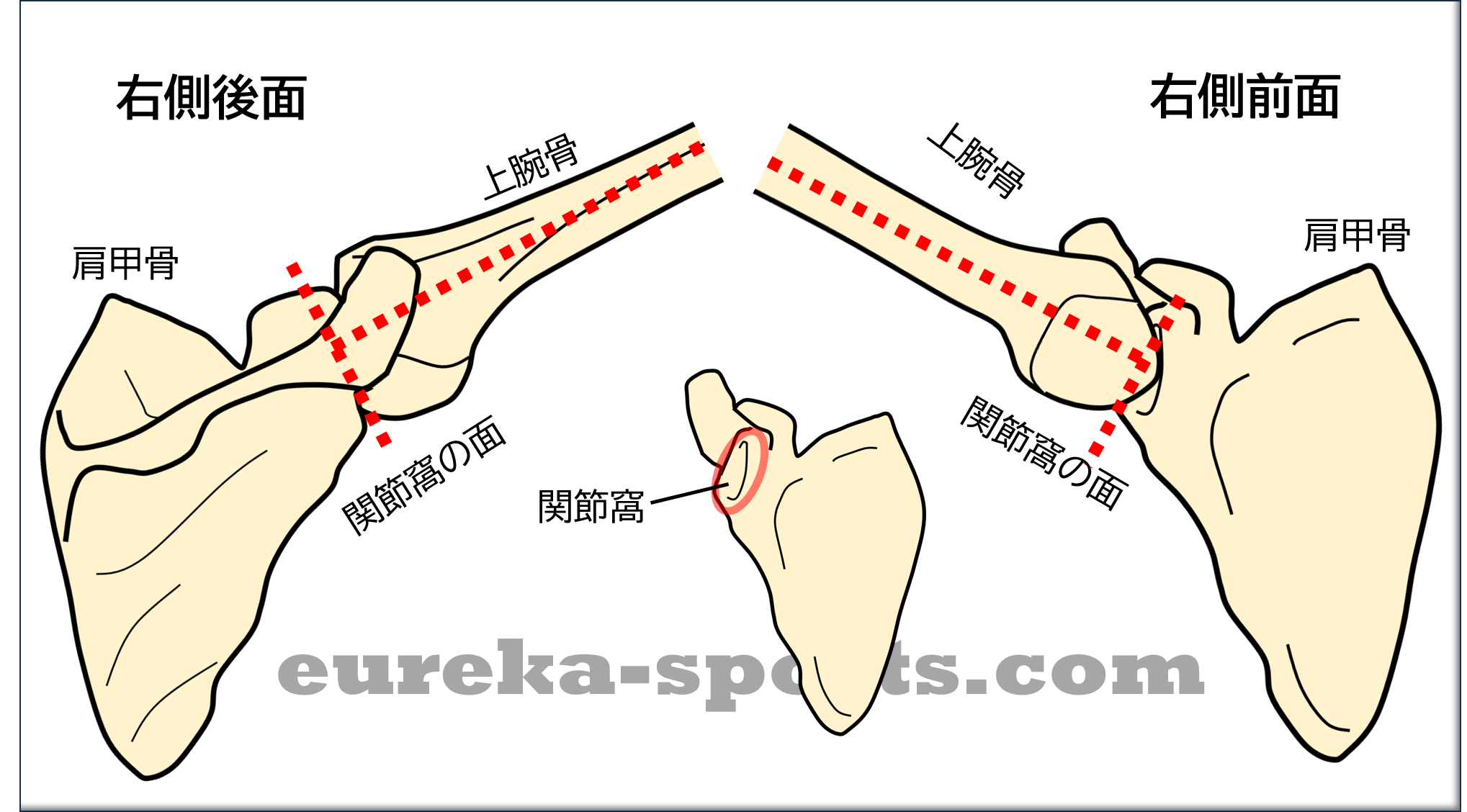 立甲のコツはゼロポジション！正しい肩甲骨はがしの方法 | ユリーカスポーツ